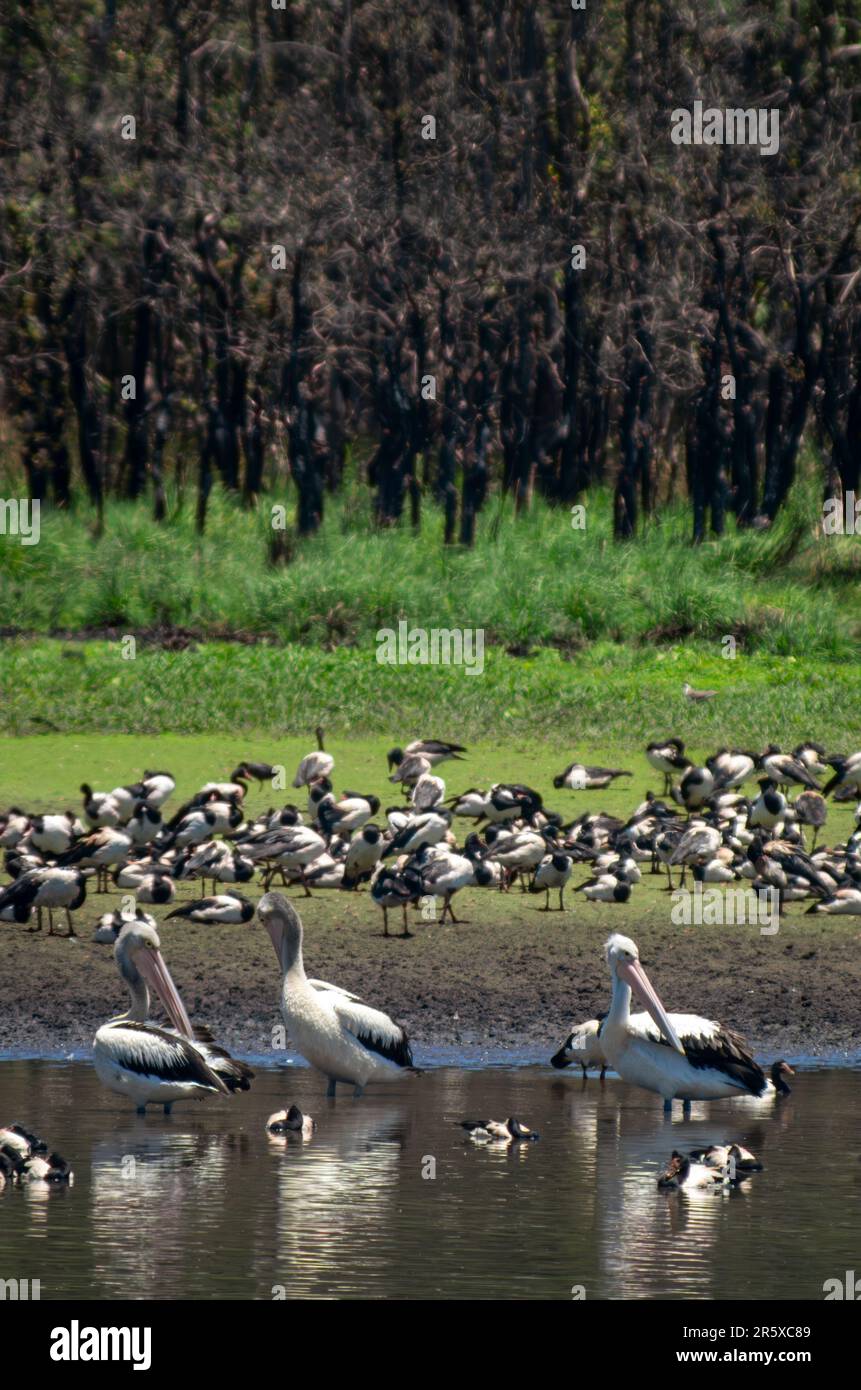 Magpie geese australia hi-res stock photography and images - Alamy
