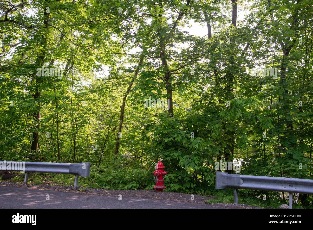 Fire hydrant with a tree hi-res stock photography and images - Alamy