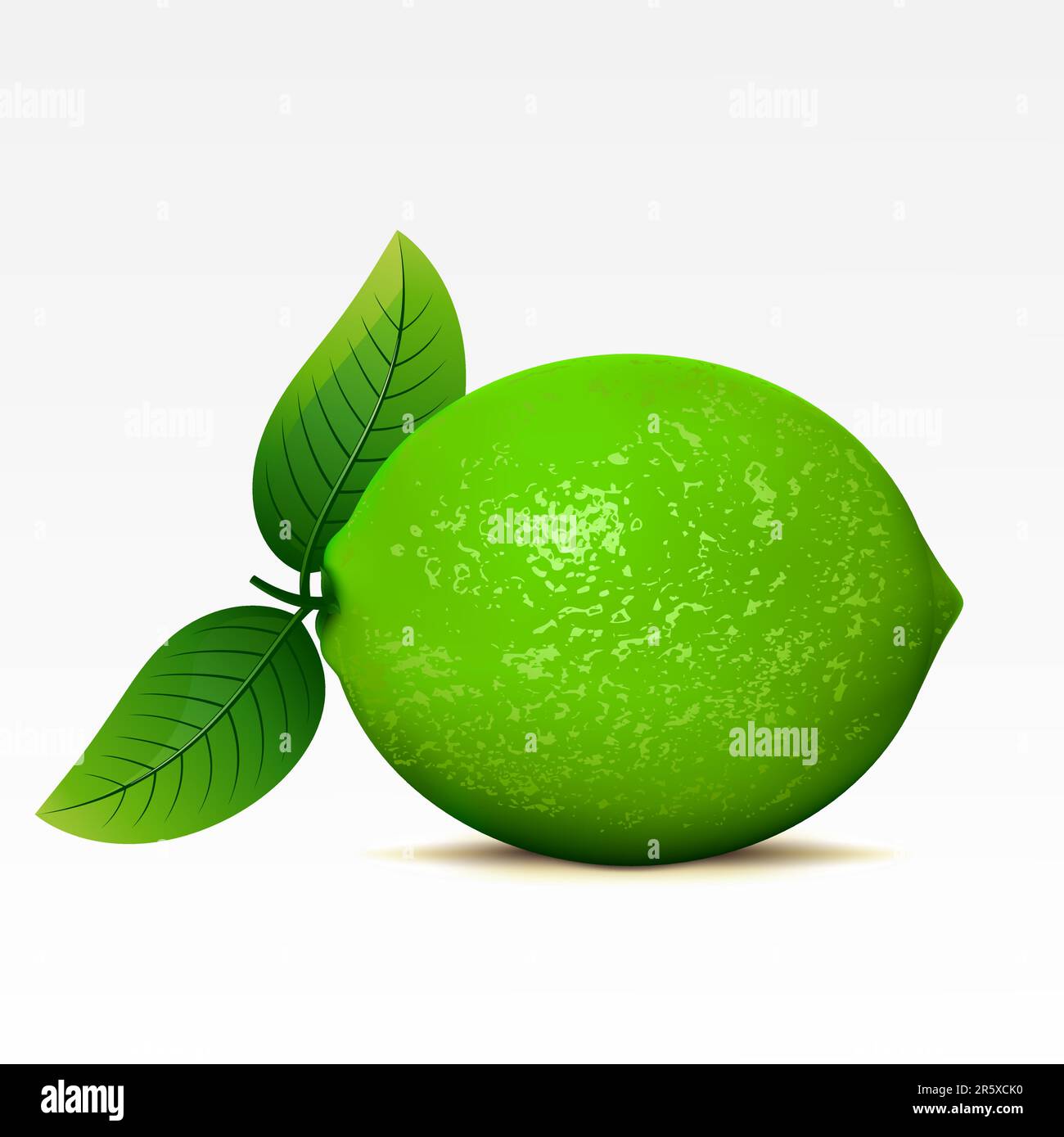 Fruit sweet lime on Stock Vector Images - Alamy