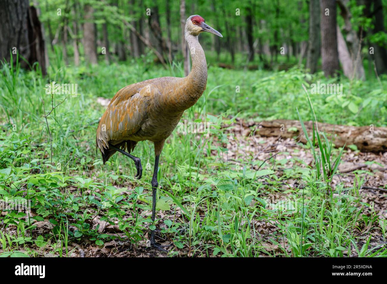 Sandhill crane at Kensington Metro Park, Michigan Stock Photo - Alamy