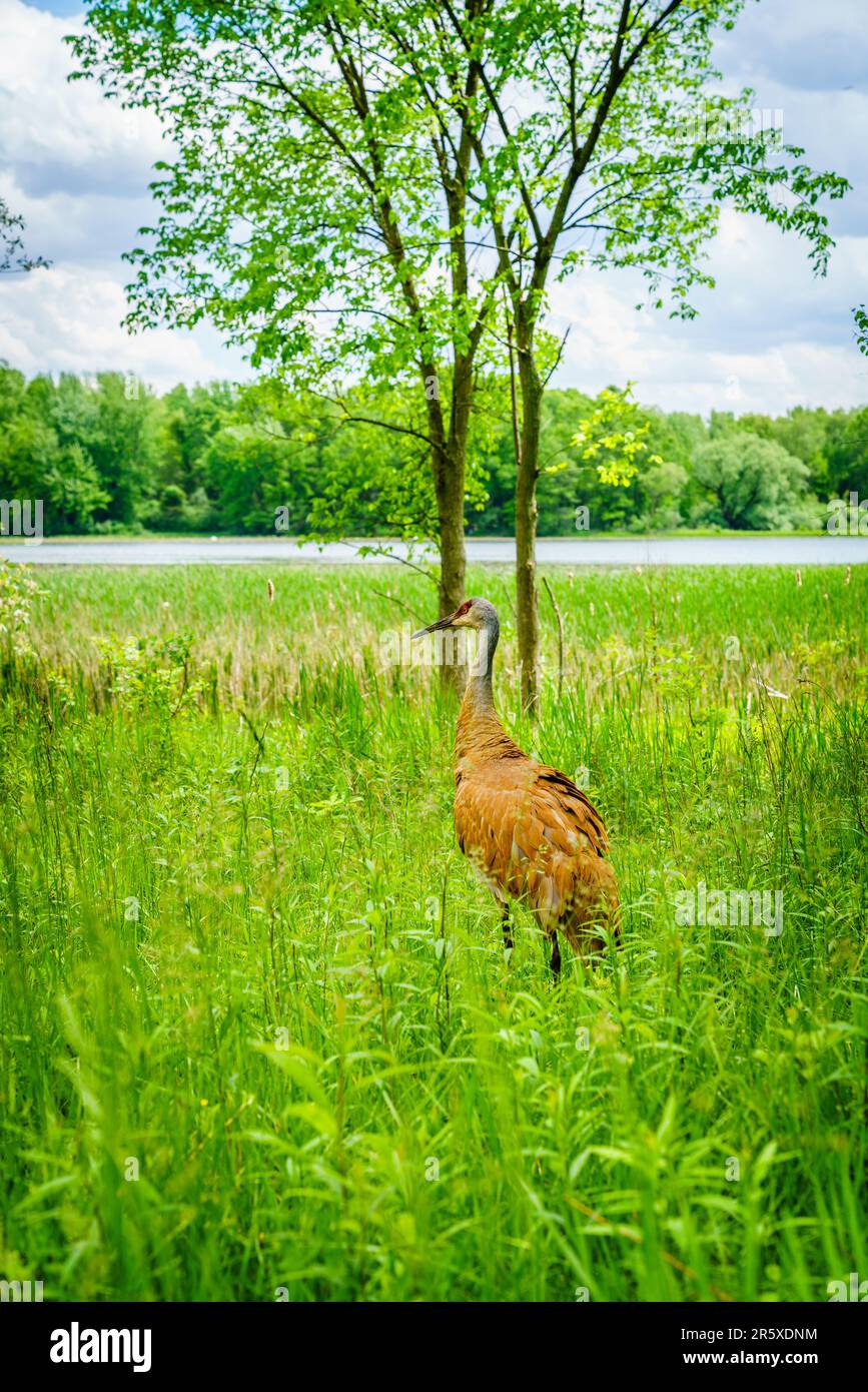 Sandhill Crane near Kensigton Lake in Michigan Stock Photo - Alamy