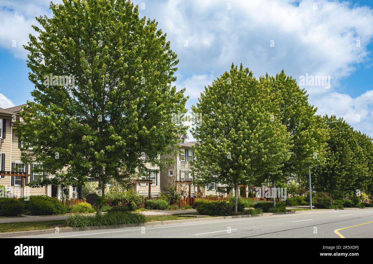 Asphalt road with tree in city. Quiet street scene of the sidewalk and ...