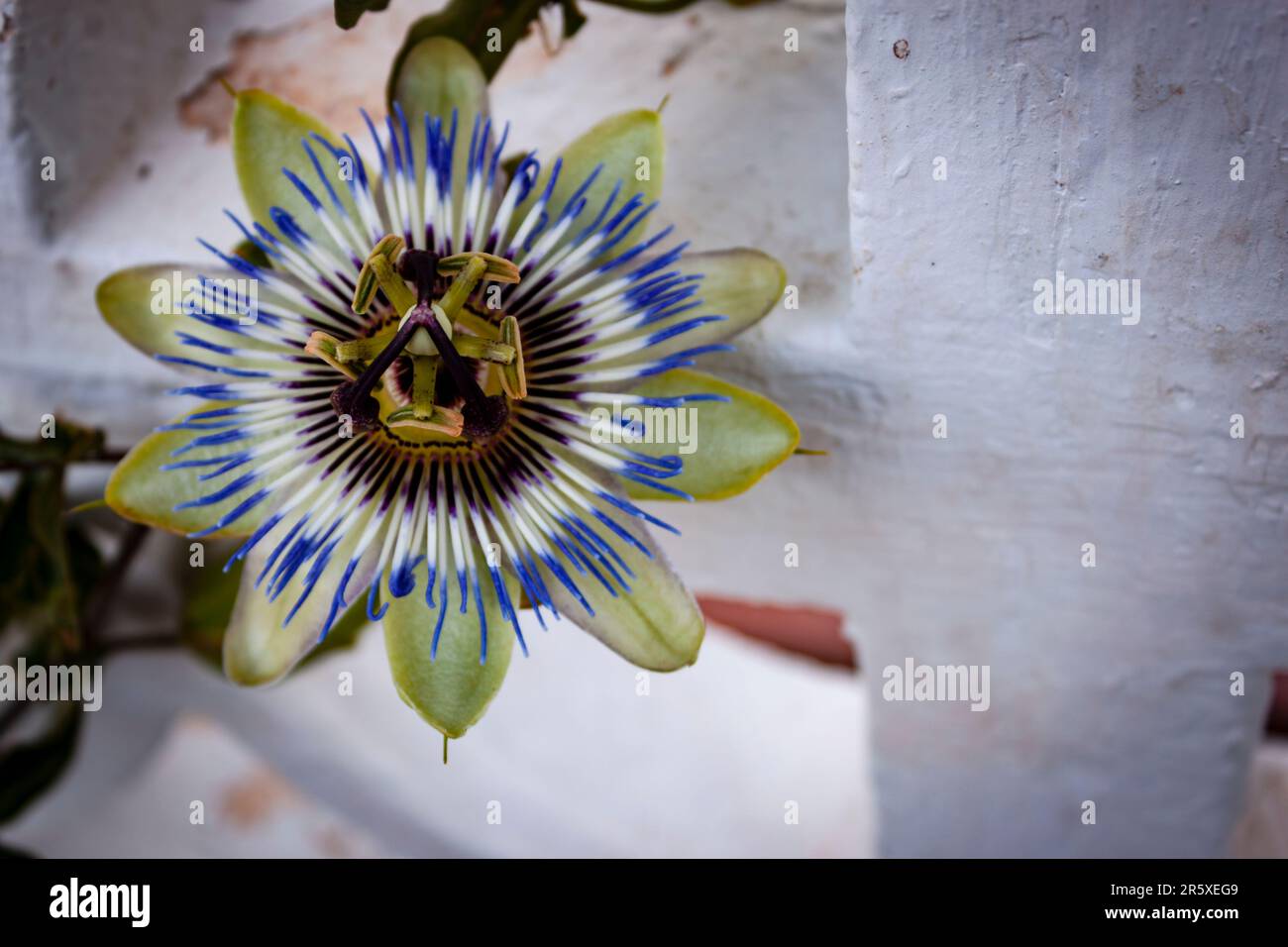 The Passionflower pushing through a decrepit wall in Spain Stock Photo ...