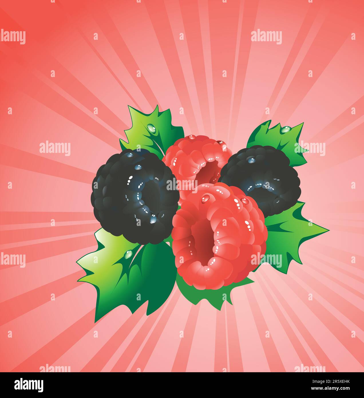 Black raspberry picture Stock Vector Images - Alamy