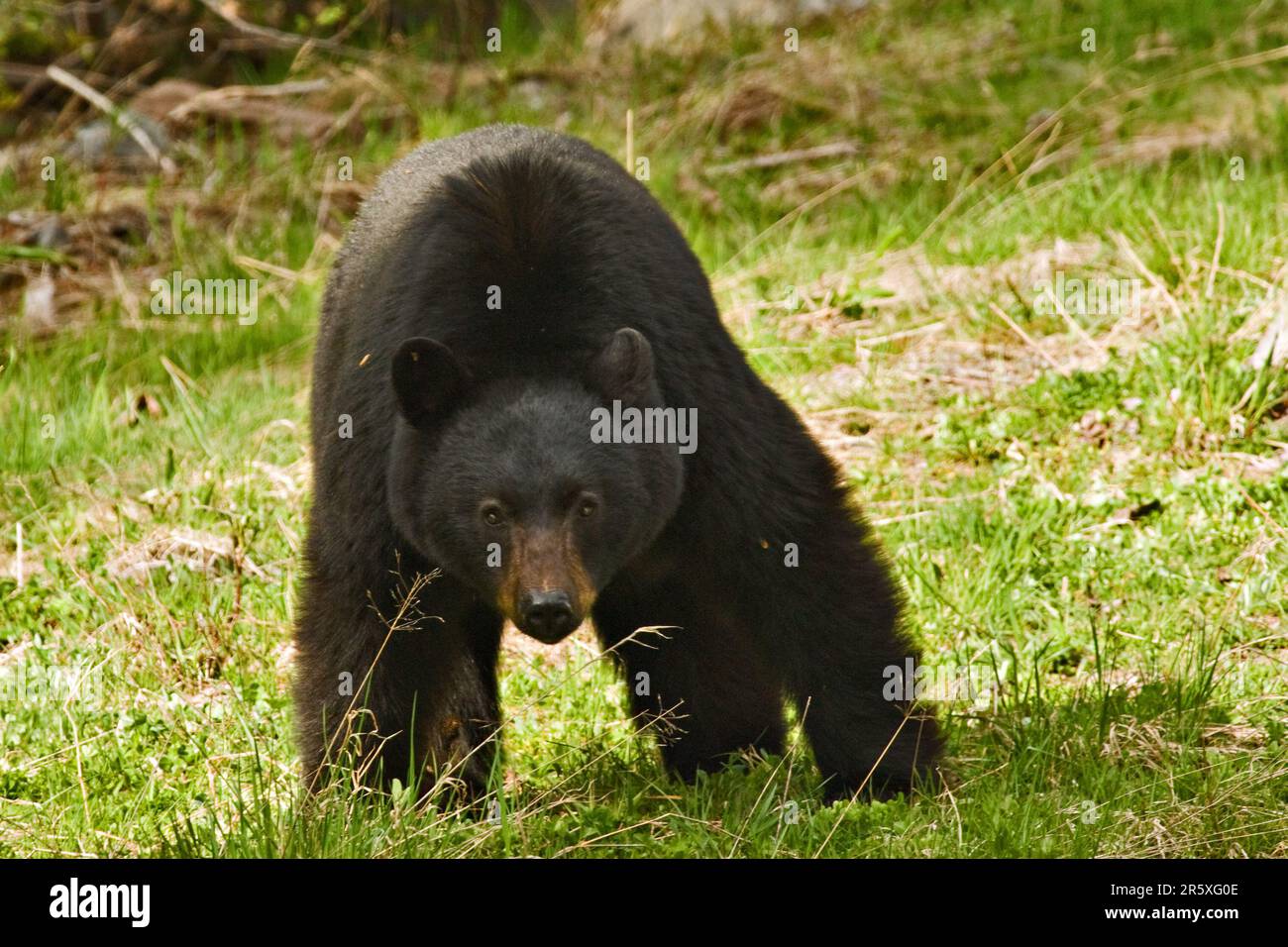 Whistler bear hi-res stock photography and images - Alamy