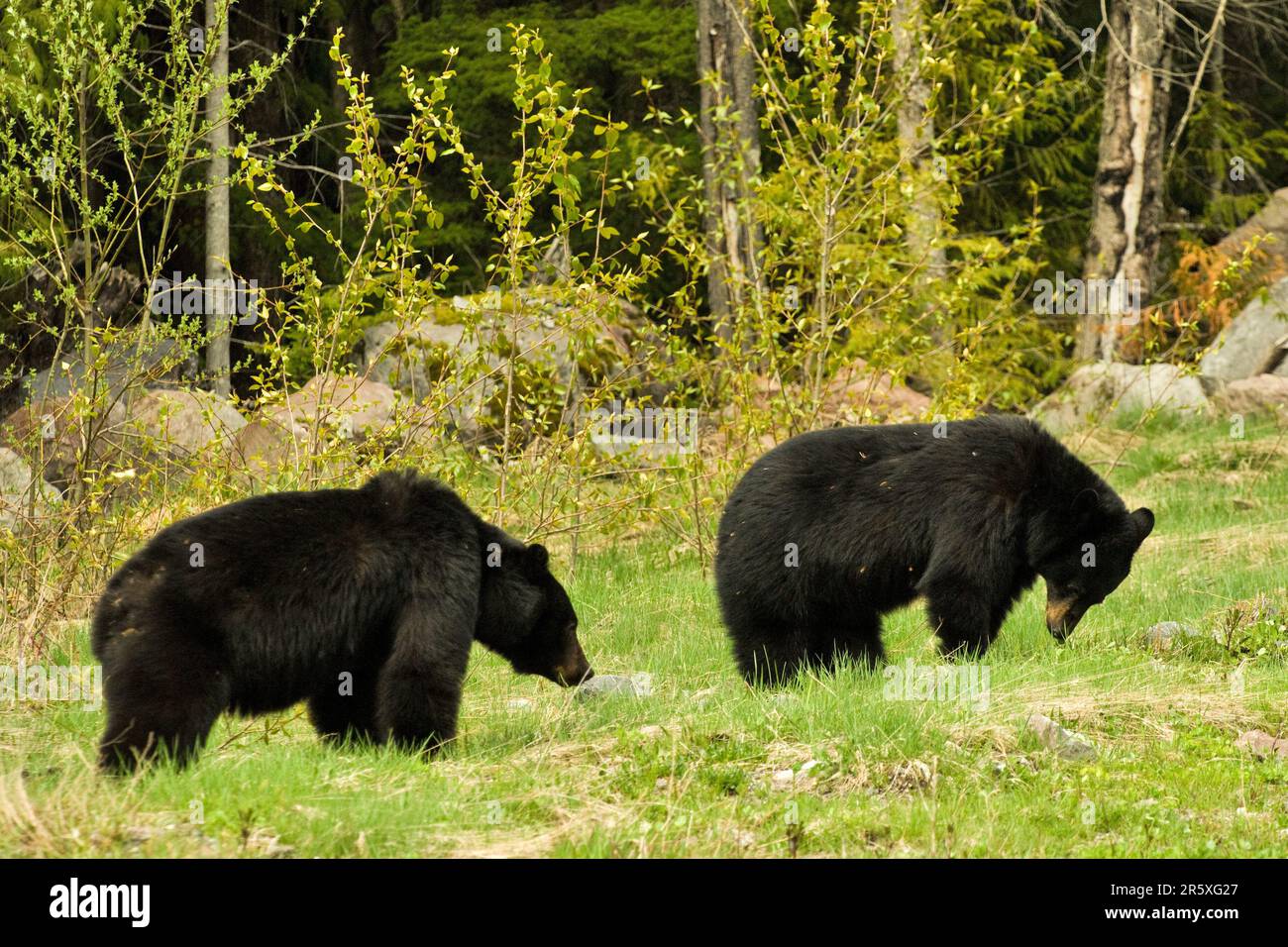 Bear in forrest hi-res stock photography and images - Alamy