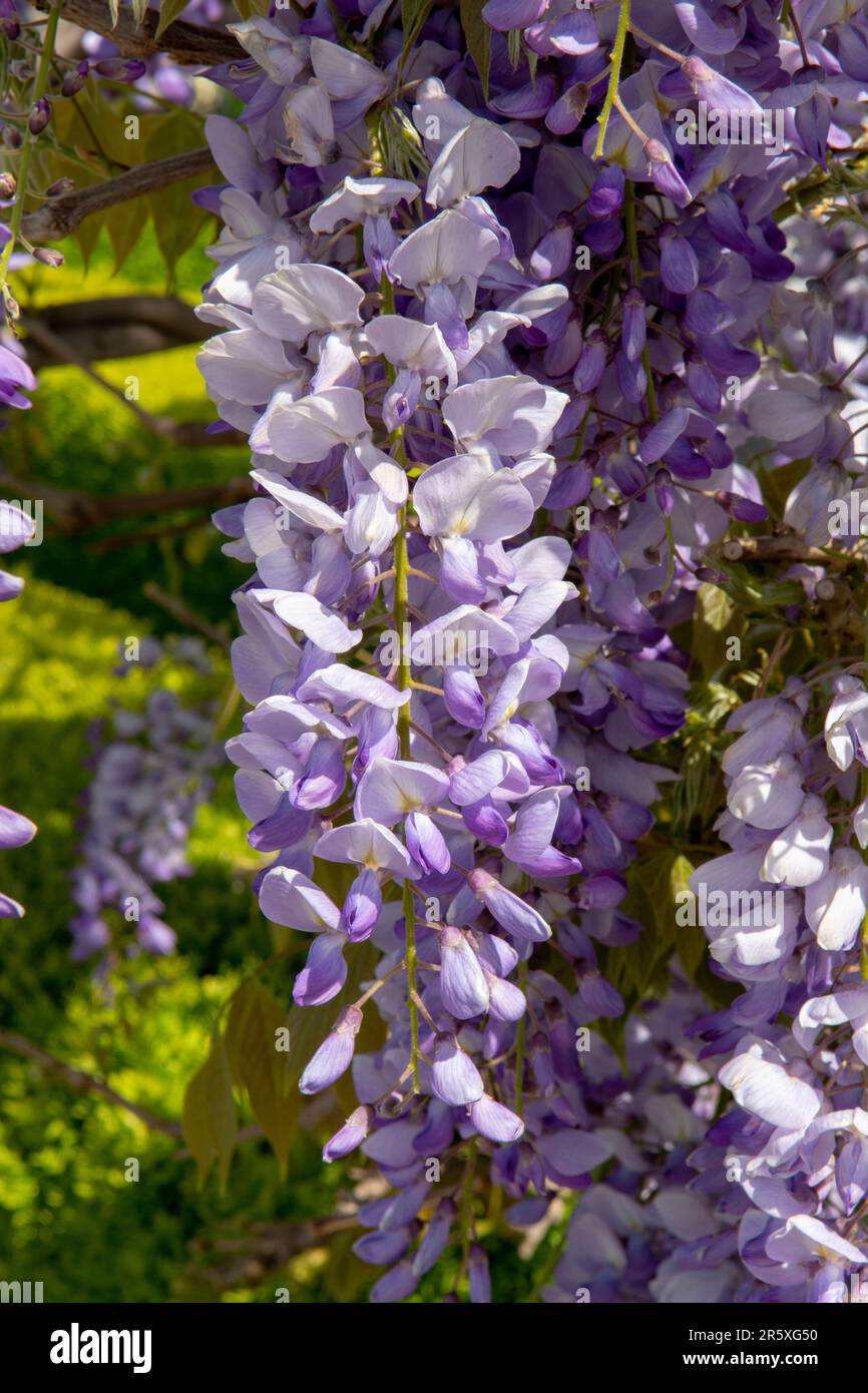 Purple flowers of Wisteria sinensis or Blue rain. Blooming Chinese ...