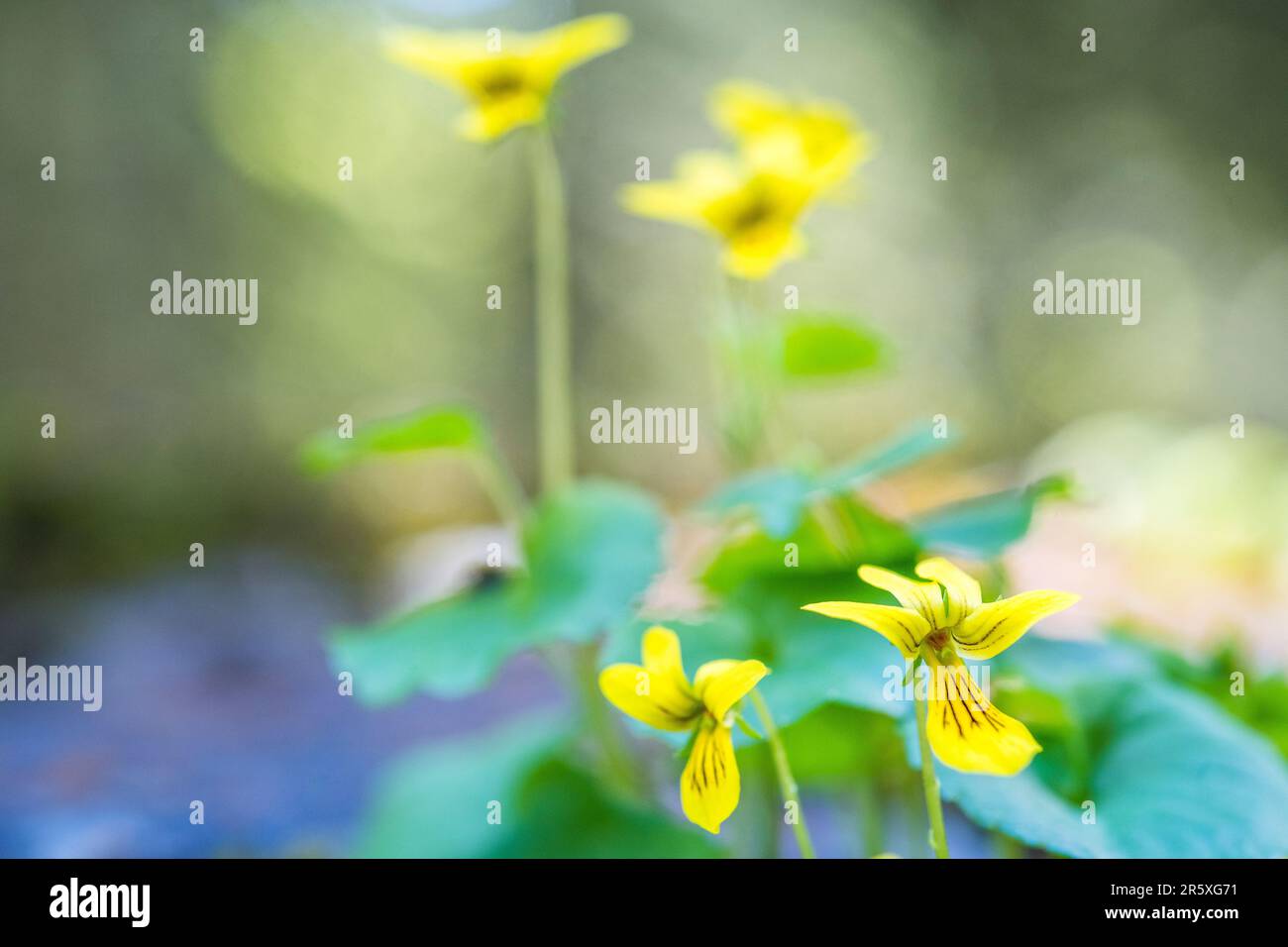 Viola biflora is a species of the genus Viola. It is also called alpine ...