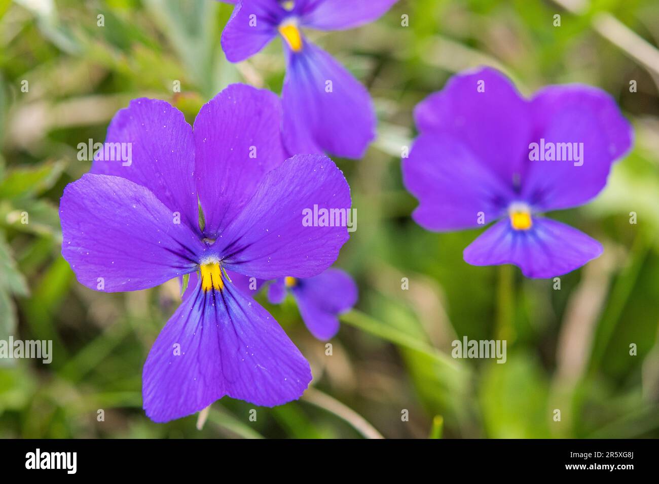 Viola calcarata hi-res stock photography and images - Alamy