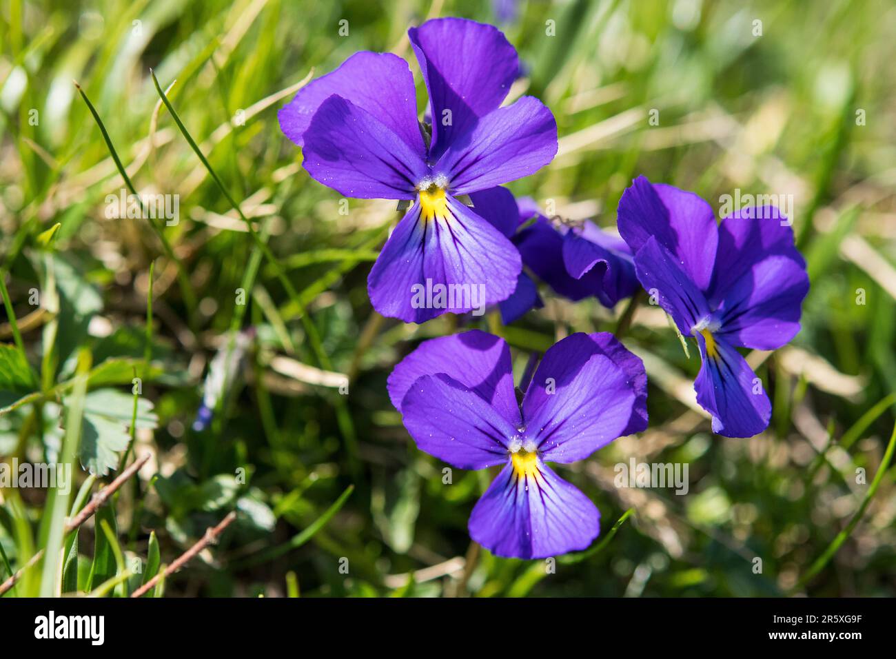 Viola calcarata is a species of genus Viola.It is commonly known as ...