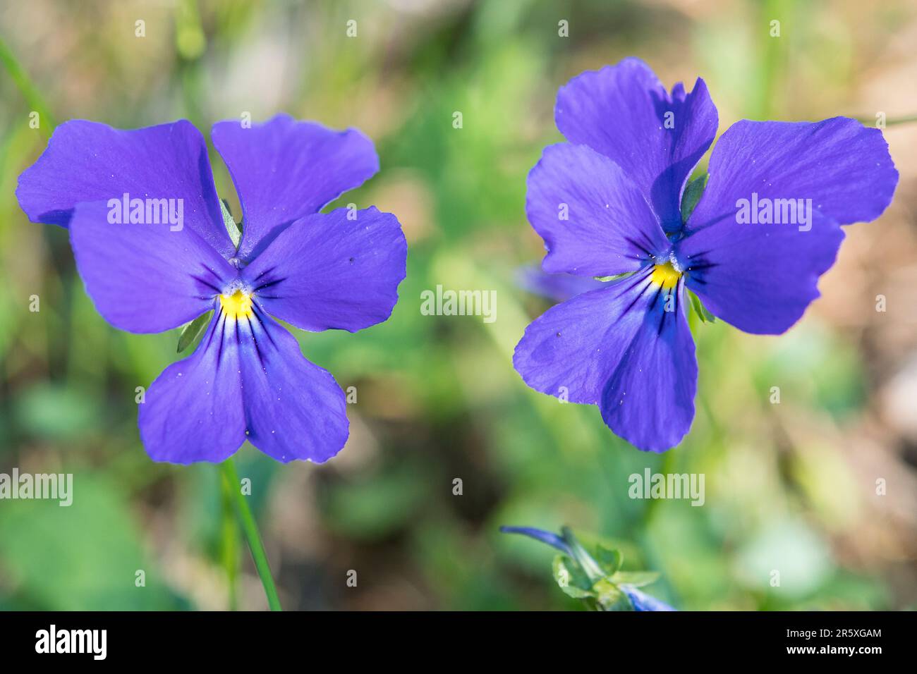 Viola calcarata is a species of genus Viola.It is commonly known as ...