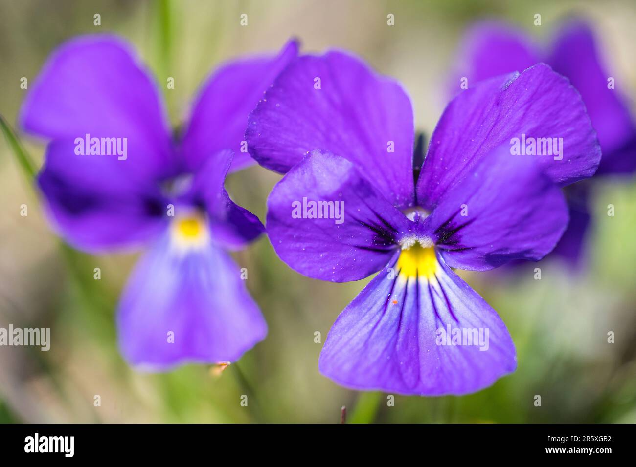 Viola calcarata is a species of genus Viola.It is commonly known as ...