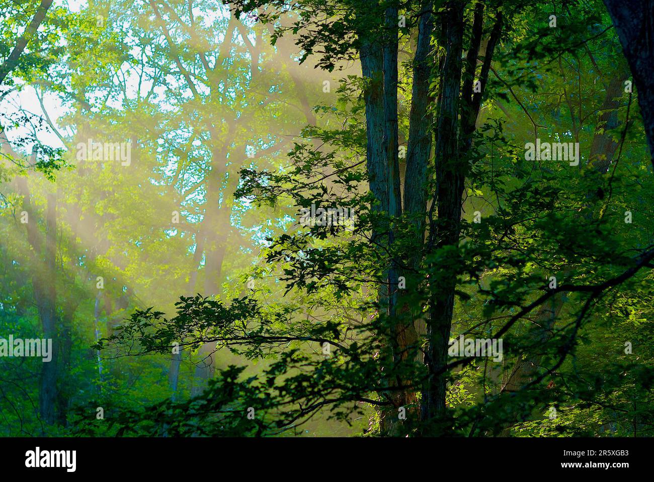 Late afternoon light through hi-res stock photography and images - Alamy