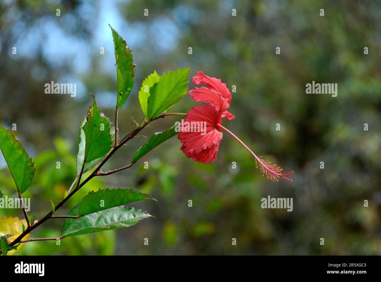 Ibiscus red ibiscus flower hi-res stock photography and images - Alamy