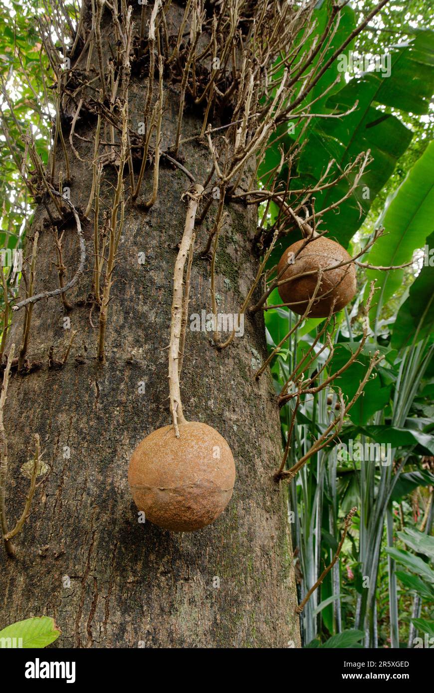 Cannonball tree fruits hi-res stock photography and images - Alamy