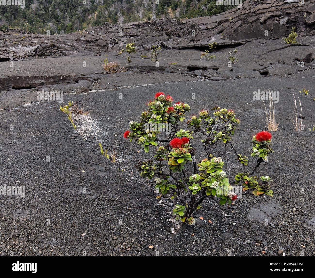 Flower on volcano Stock Photo - Alamy