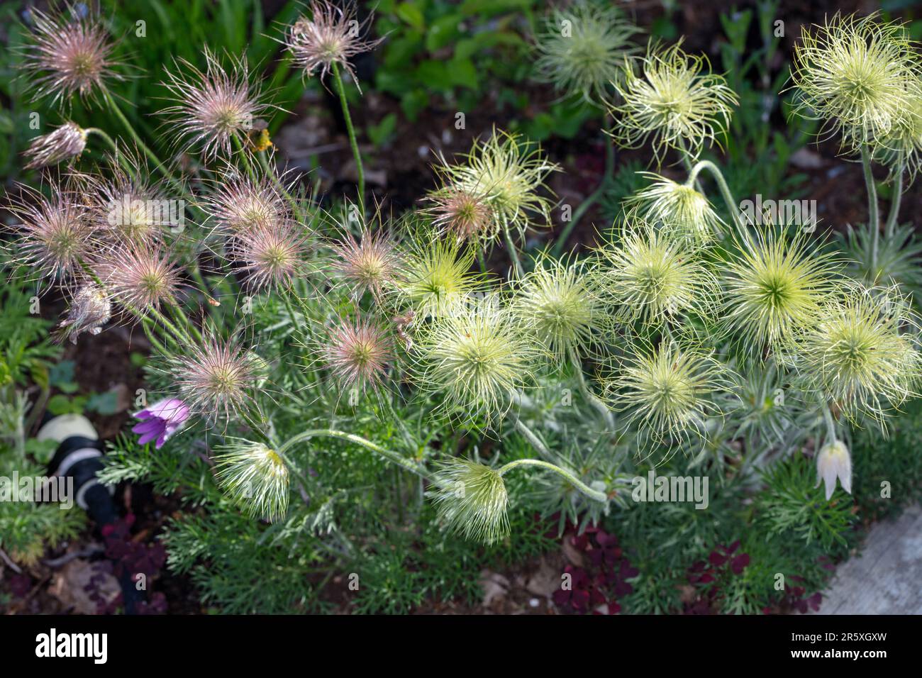 'Alba' Pasque flower, Backsippa (Pulsatilla vulgaris Stock Photo - Alamy