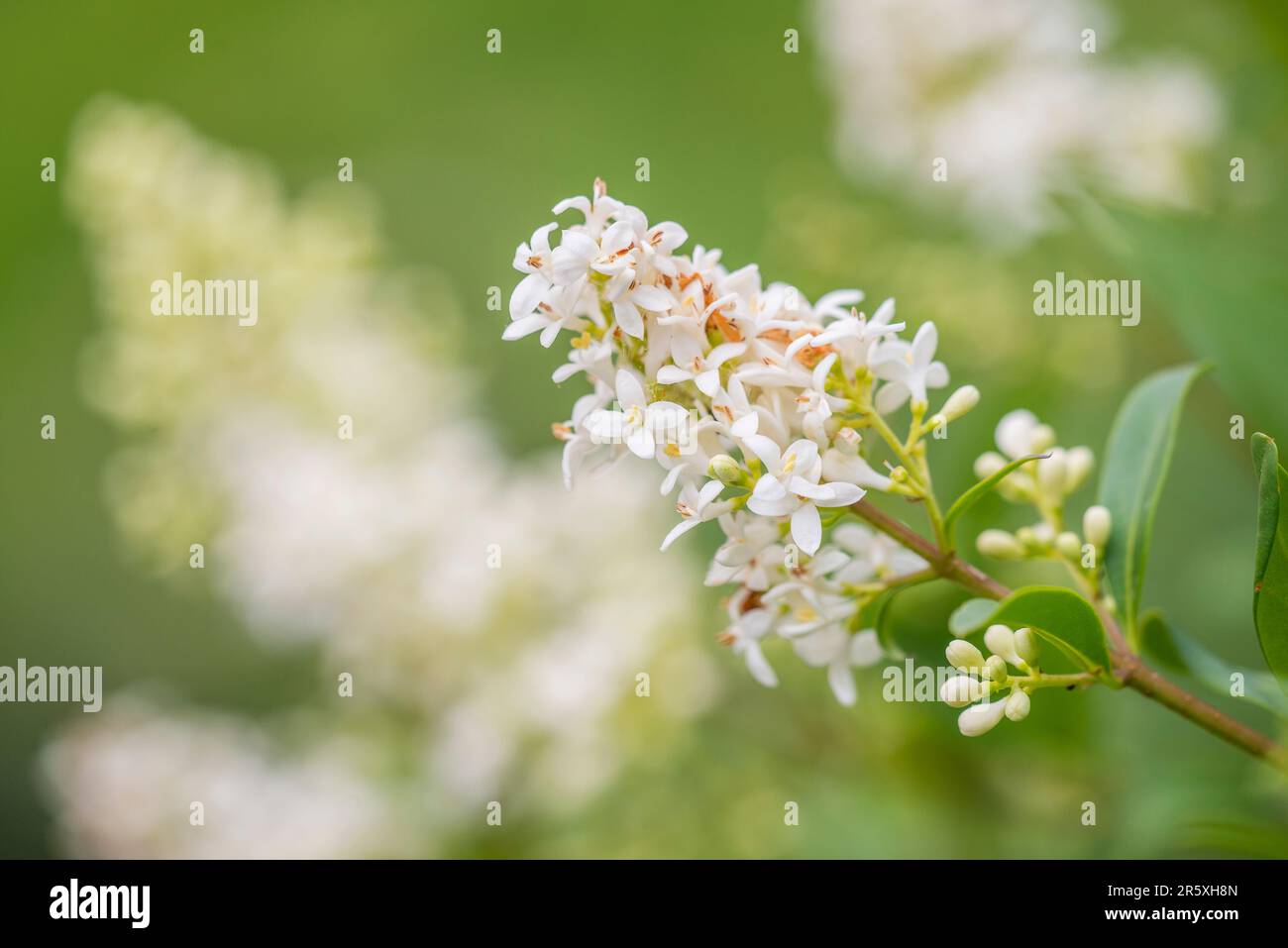 Ligustrum vulgare (wild privet, also sometimes known as common privet ...