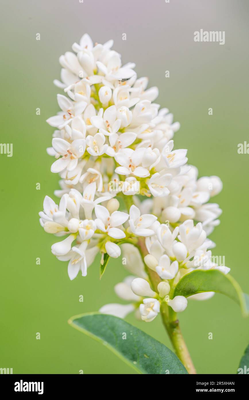 Ligustrum vulgare (wild privet, also sometimes known as common privet ...