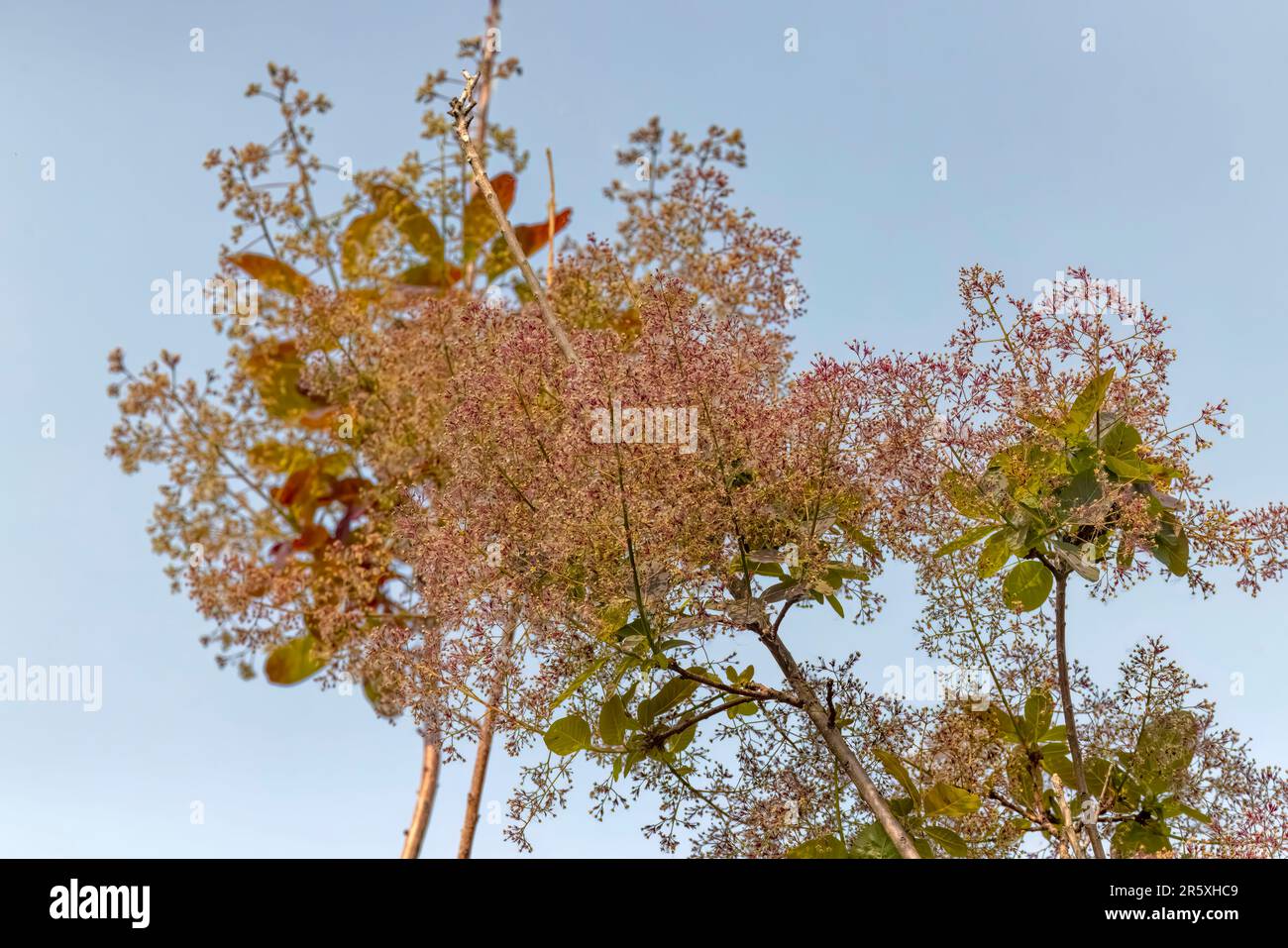 Young lady - smokebush (Cotinus coggygria) Rhus cotinus, the European ...