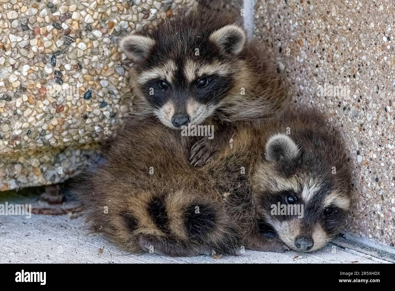The raccoon ( Procyon lotor). Two small, frightened raccoons cubs Stock Photo - Alamy