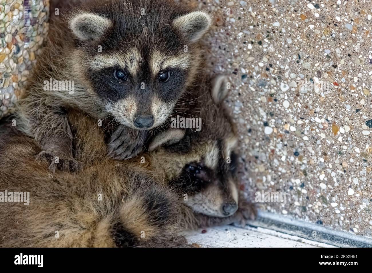 The raccoon ( Procyon lotor). Two small, frightened raccoons cubs Stock ...