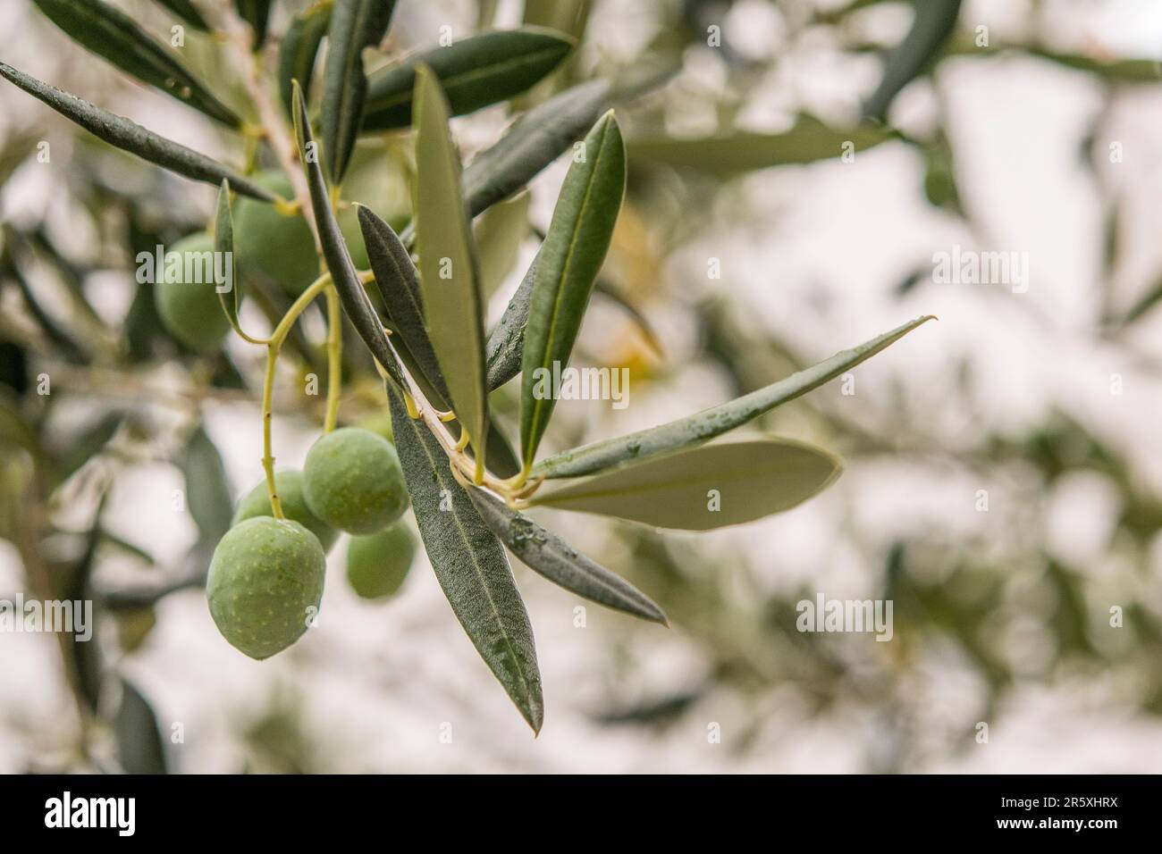 The olive, botanical name Olea europaea, is a species of small tree or ...