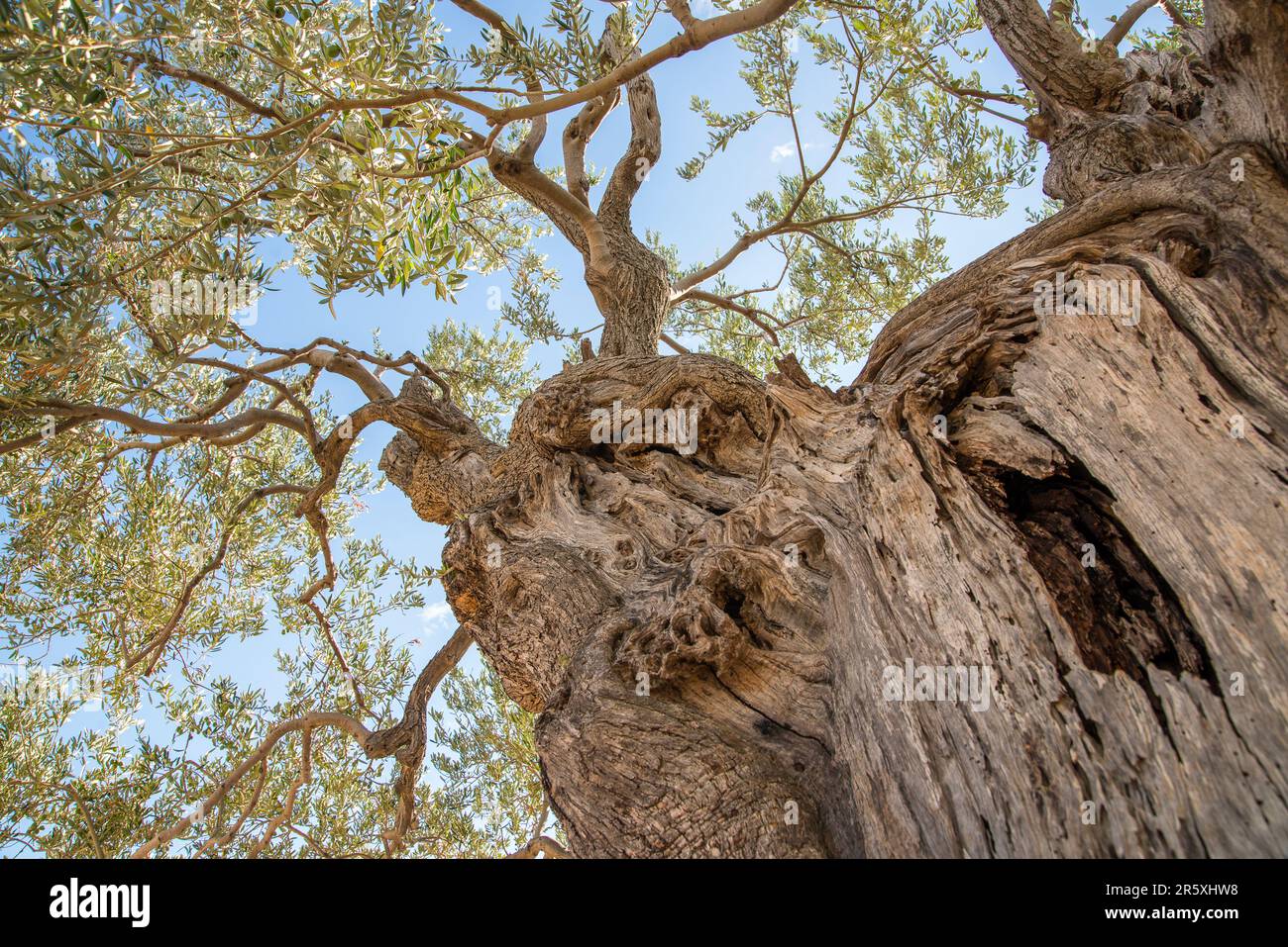 The olive, botanical name Olea europaea, is a species of small tree or ...