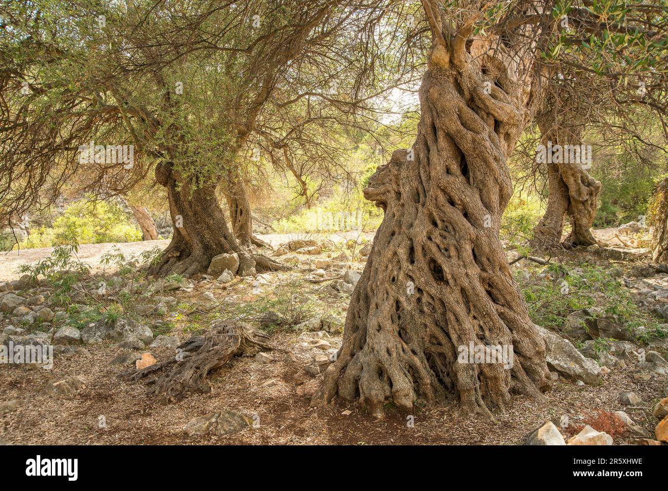 The olive, botanical name Olea europaea, is a species of small tree or ...