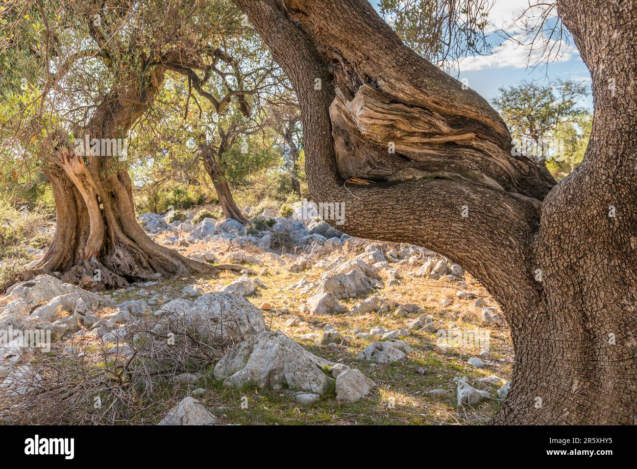 The olive, botanical name Olea europaea, is a species of small tree or ...