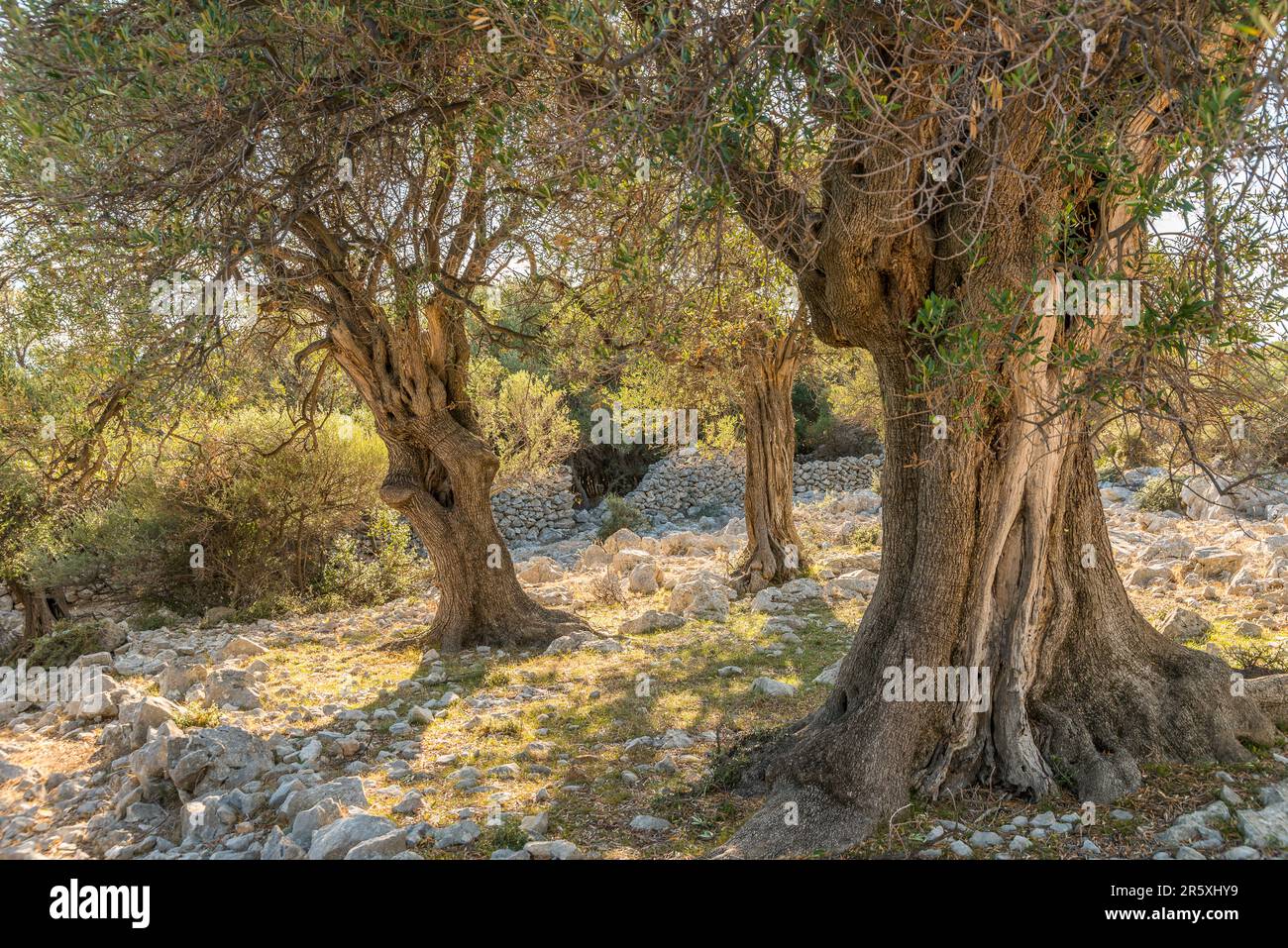 The olive, botanical name Olea europaea, is a species of small tree or ...