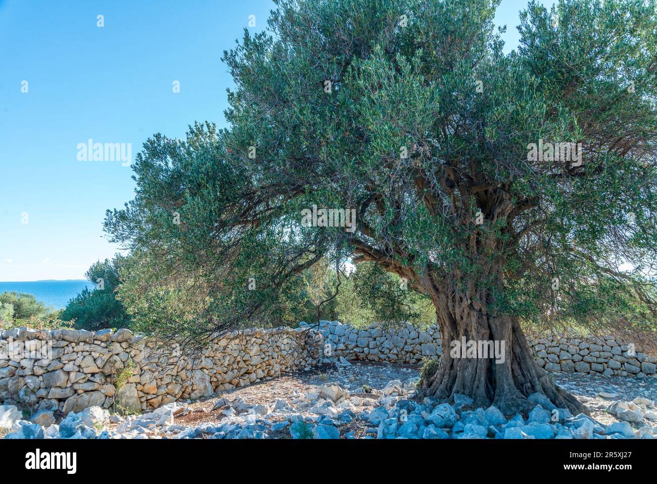 The olive, botanical name Olea europaea, is a species of small tree or ...