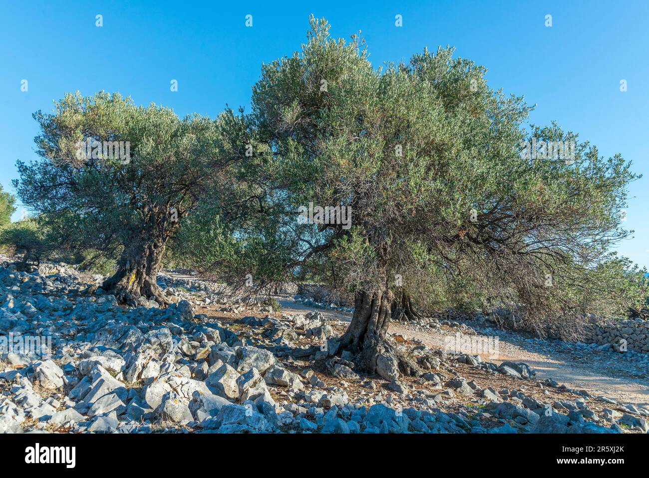 The olive, botanical name Olea europaea, is a species of small tree or ...