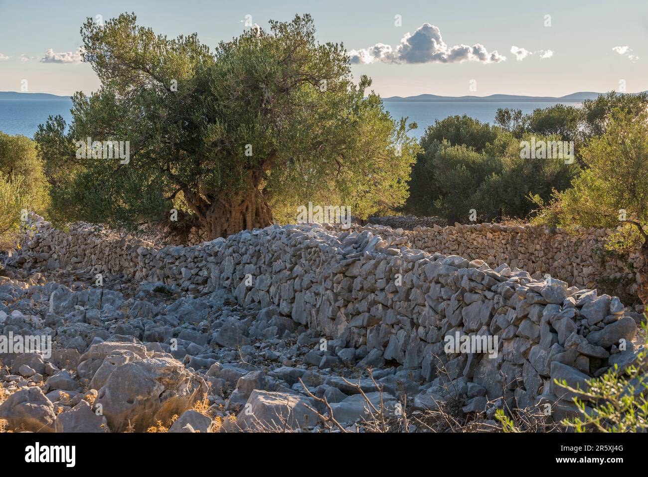 The olive, botanical name Olea europaea, is a species of small tree or ...