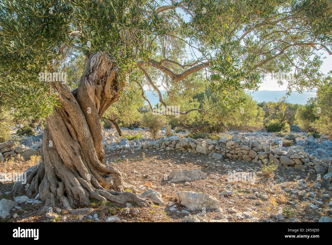 The olive, botanical name Olea europaea, is a species of small tree or ...