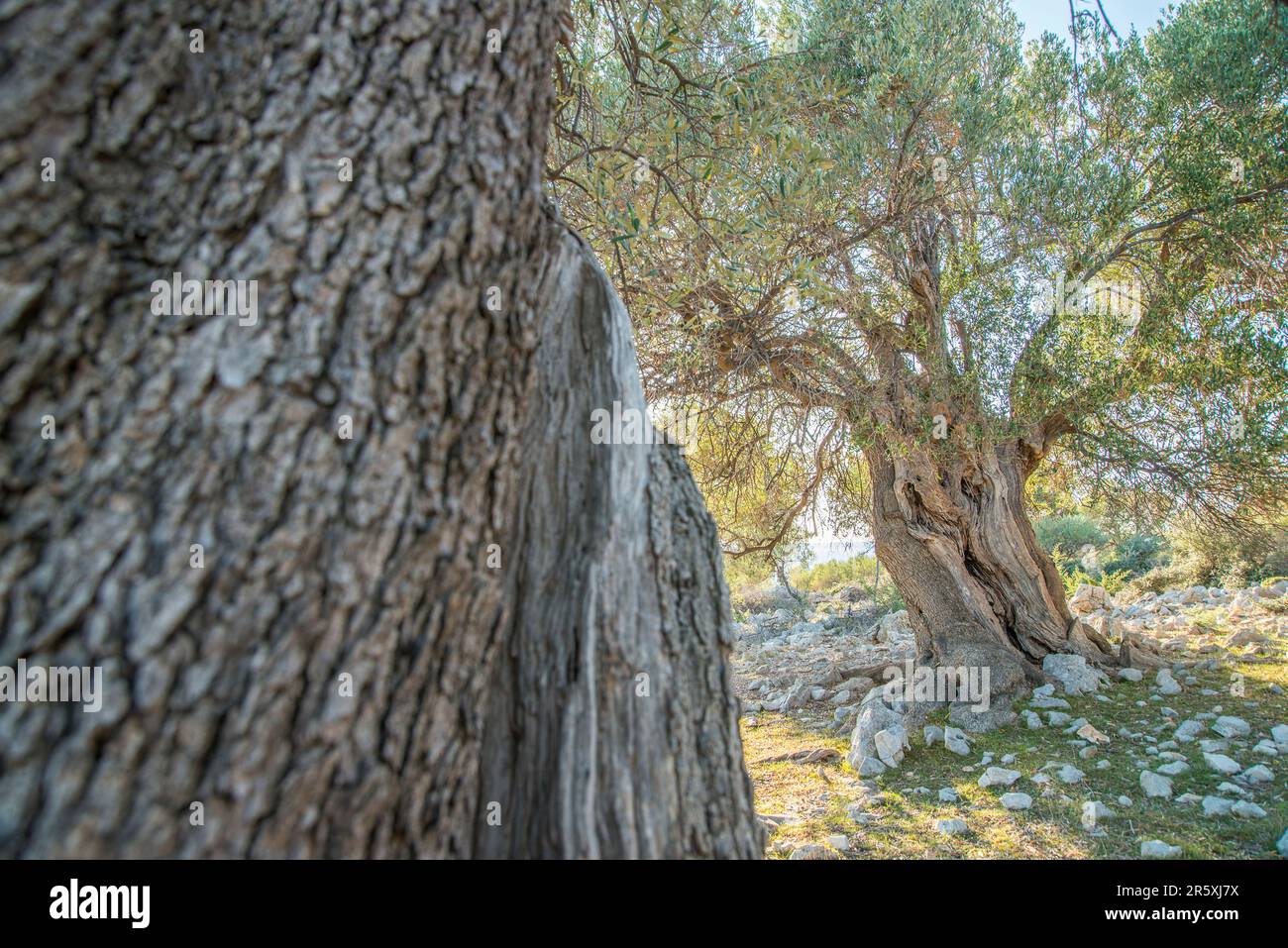 The olive, botanical name Olea europaea, is a species of small tree or ...