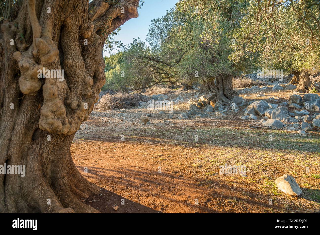 The olive, botanical name Olea europaea, is a species of small tree or ...