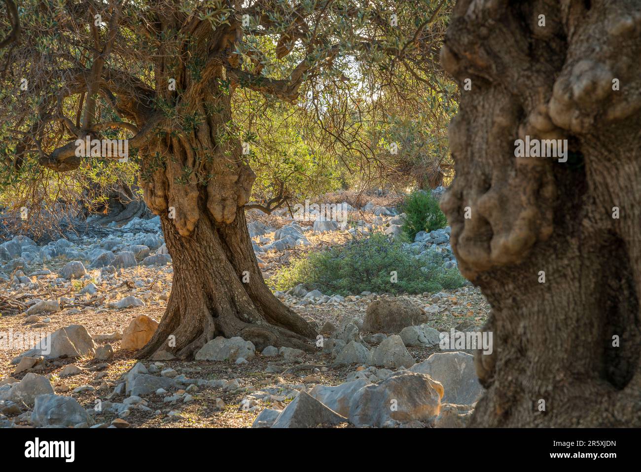 The olive, botanical name Olea europaea, is a species of small tree or ...