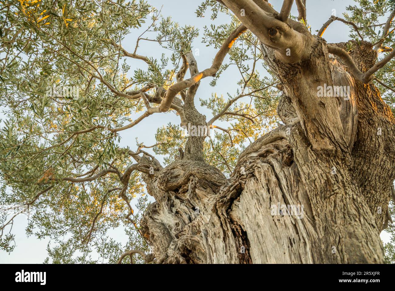 The olive, botanical name Olea europaea, is a species of small tree or ...