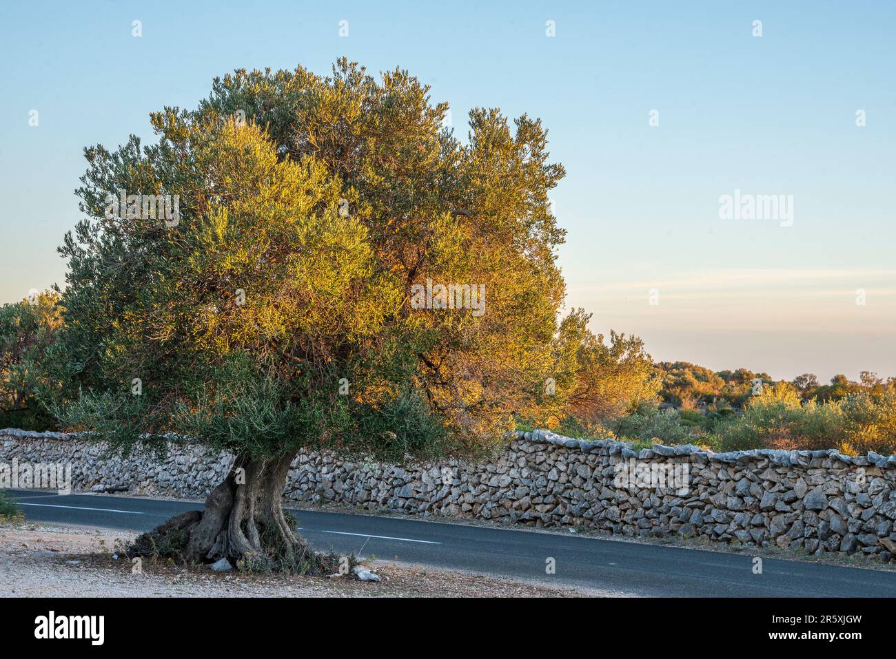 The olive, botanical name Olea europaea, is a species of small tree or ...