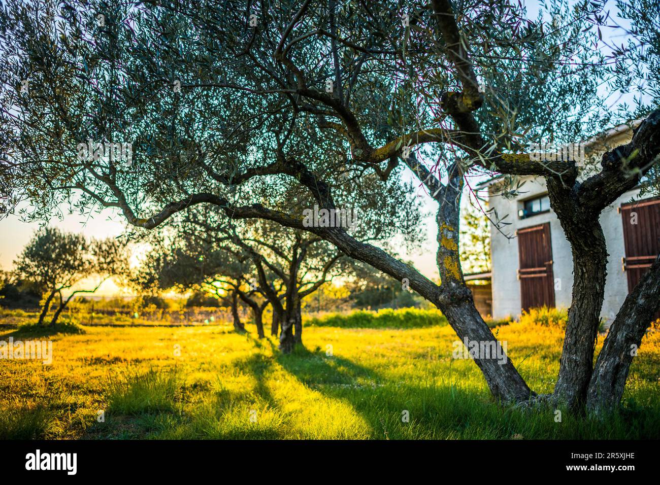 The olive, botanical name Olea europaea, meaning 'European olive' in ...