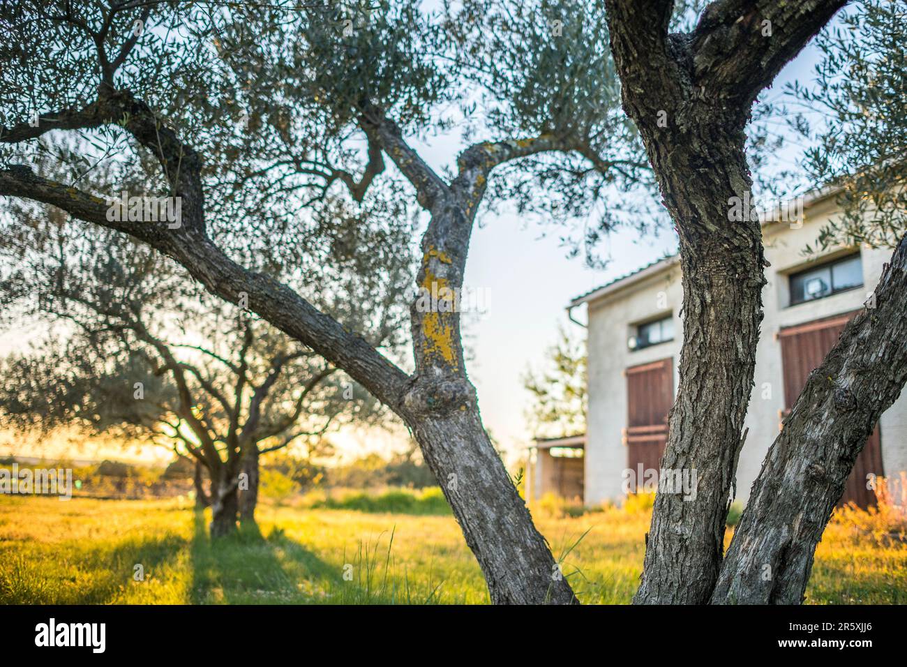 The olive, botanical name Olea europaea, meaning 'European olive' in ...