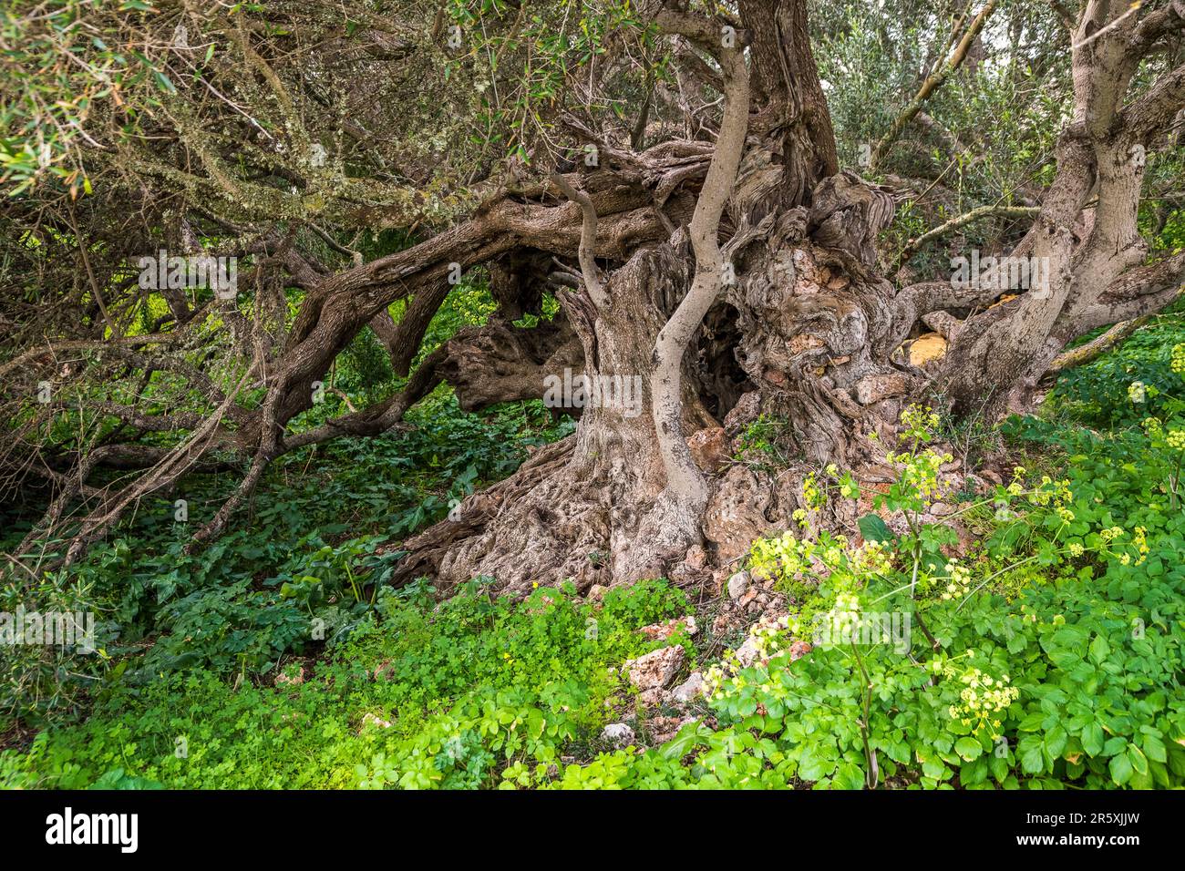 The olive, botanical name Olea europaea, meaning 'European olive' in ...