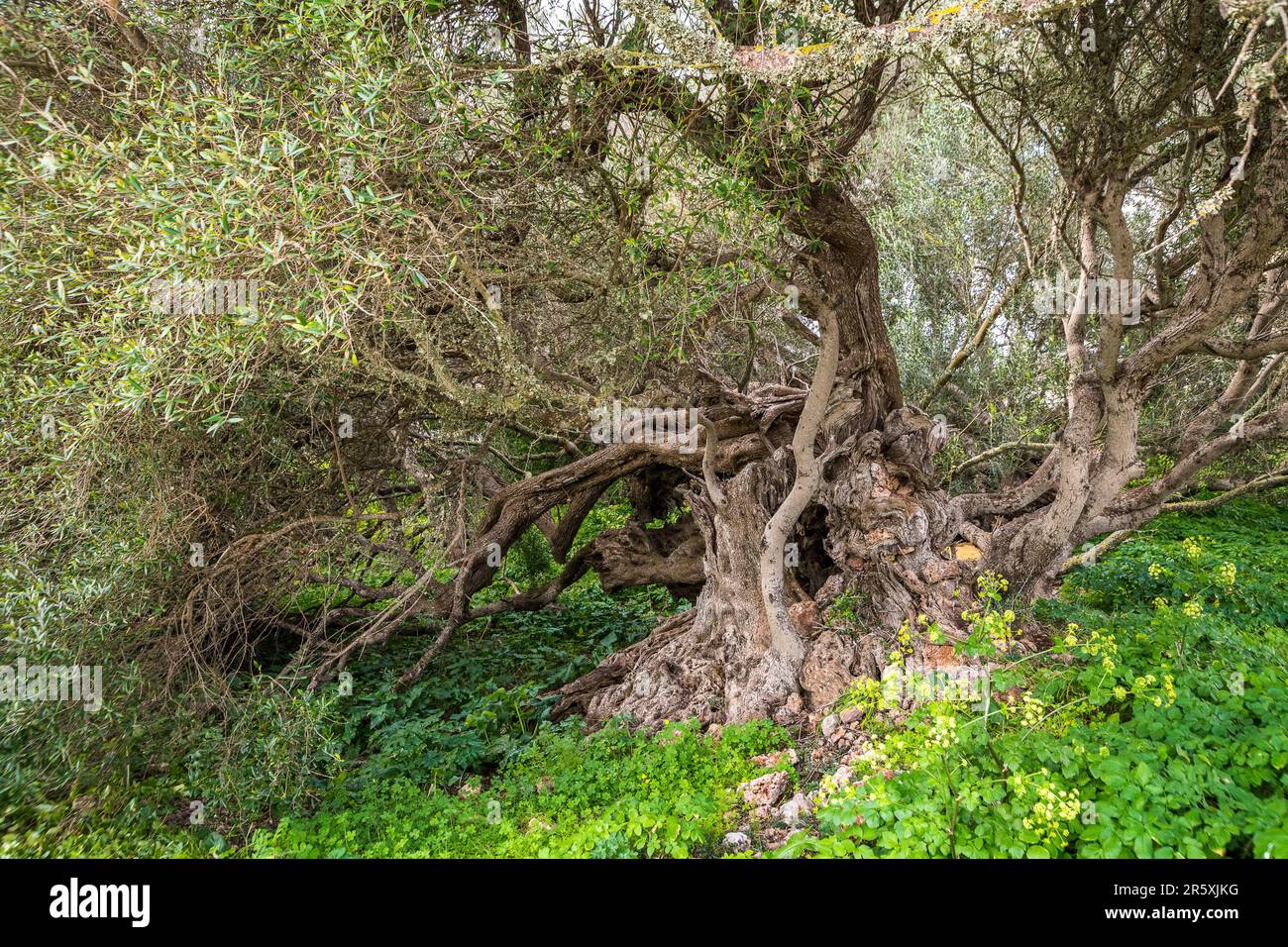 The olive, botanical name Olea europaea, meaning 'European olive' in ...