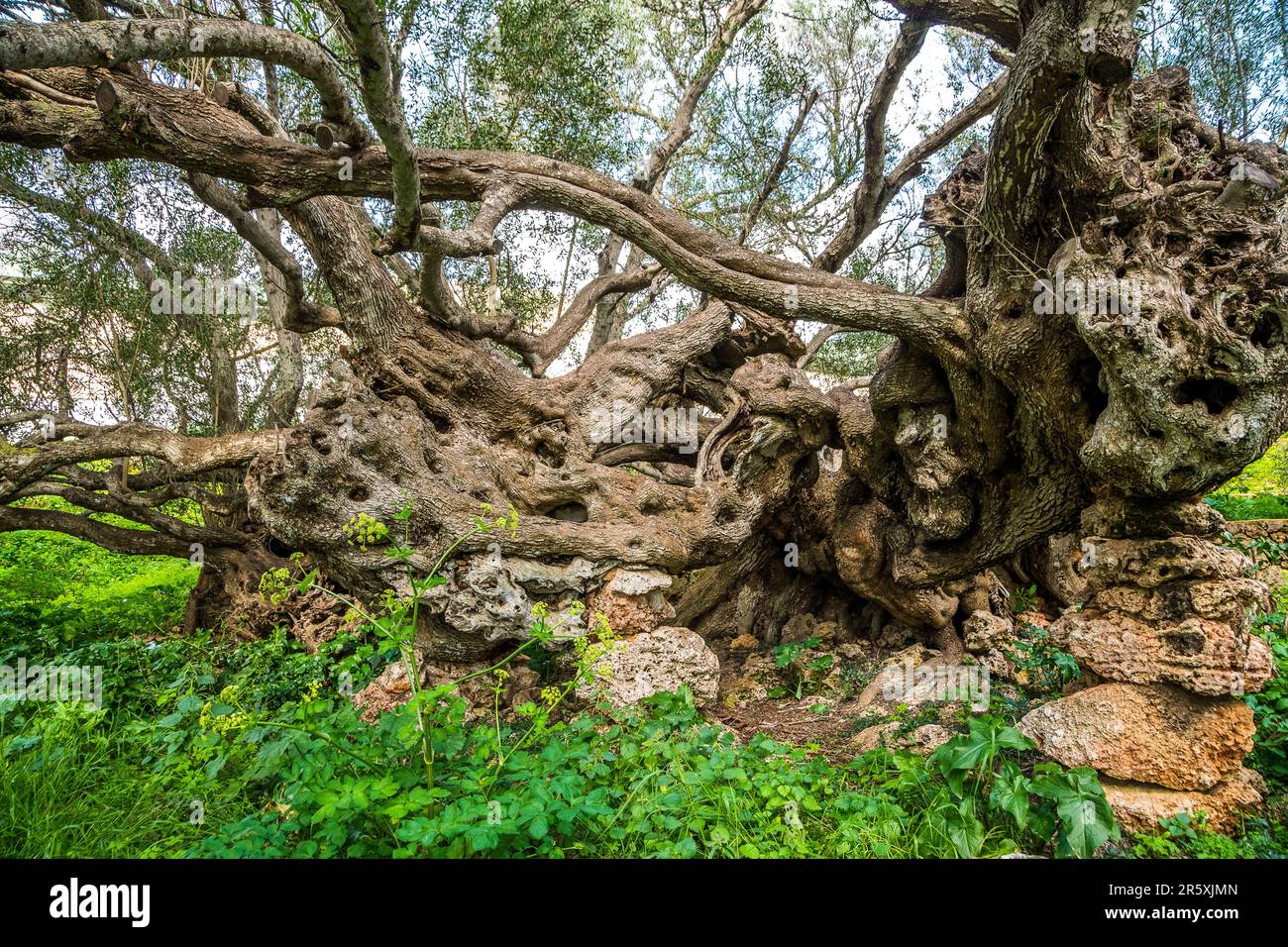 The olive, botanical name Olea europaea, meaning 'European olive' in ...