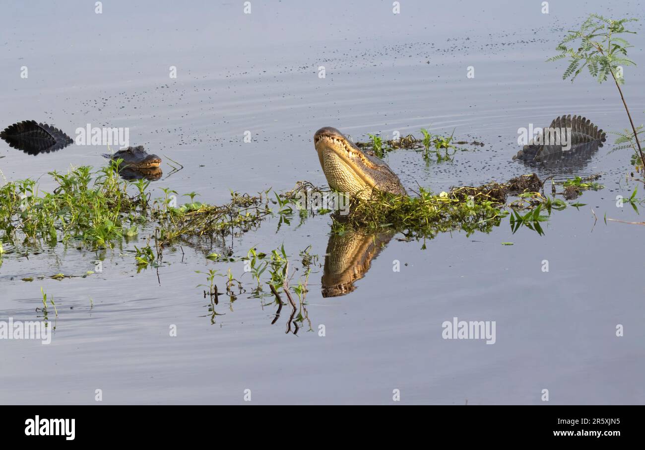 The social behavior of american alligators at Brazos Bend State Bank ...