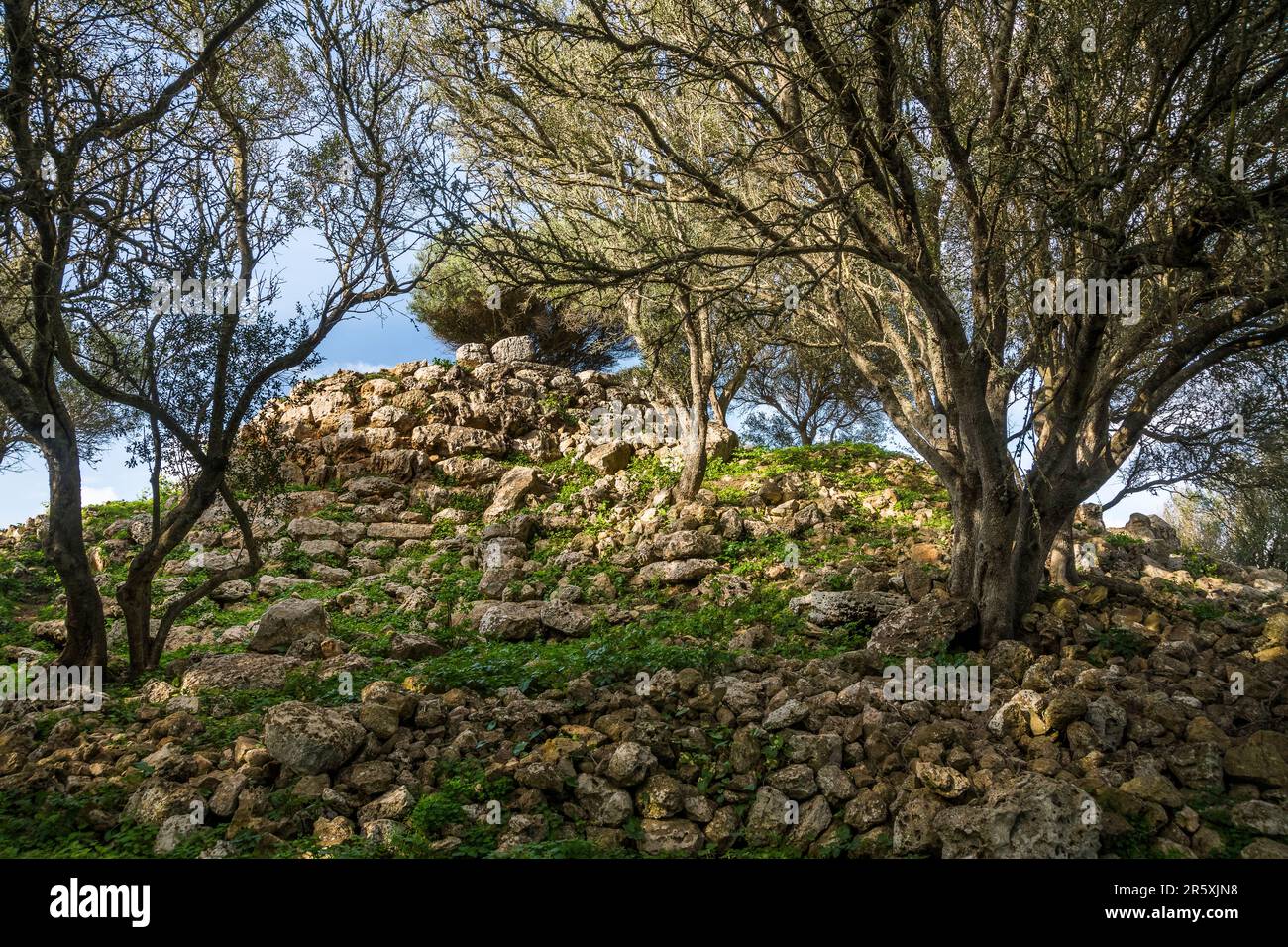 The olive, botanical name Olea europaea, meaning 'European olive' in ...