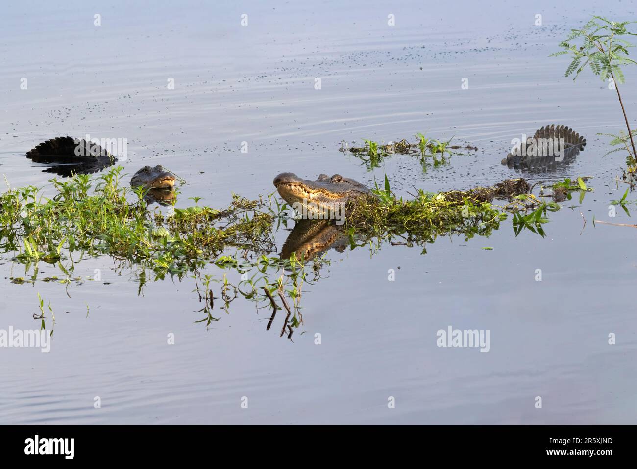 Animal social behavior hi-res stock photography and images - Alamy