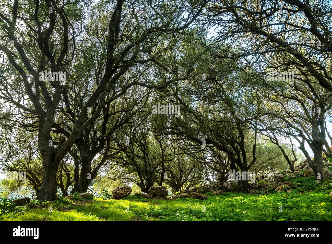 The olive, botanical name Olea europaea, meaning 'European olive' in ...