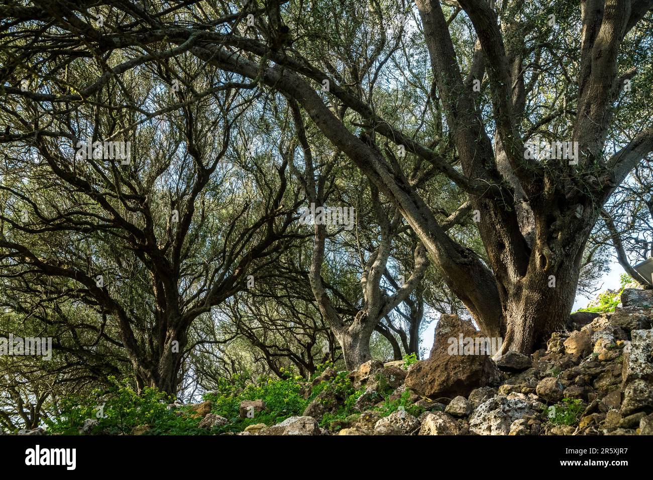 The olive, botanical name Olea europaea, meaning 'European olive' in ...